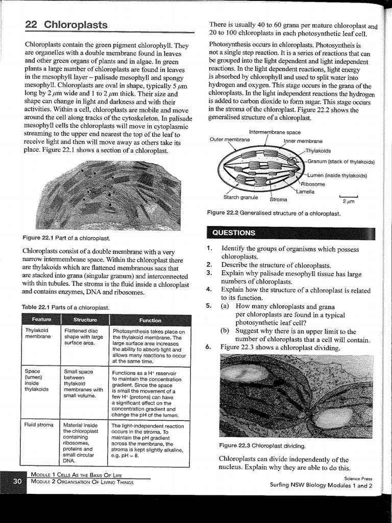Micrographs and Organelles Full 5.Png | PDF