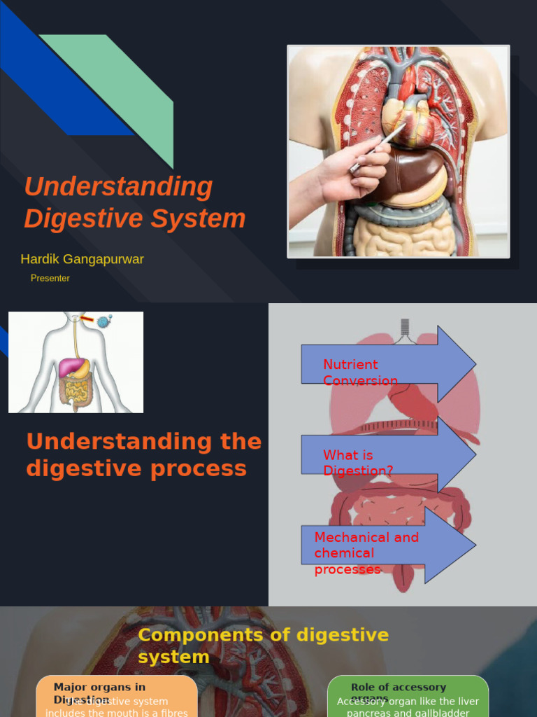 Hardik Digestion Presentation | PDF | Digestion | Human Digestive System