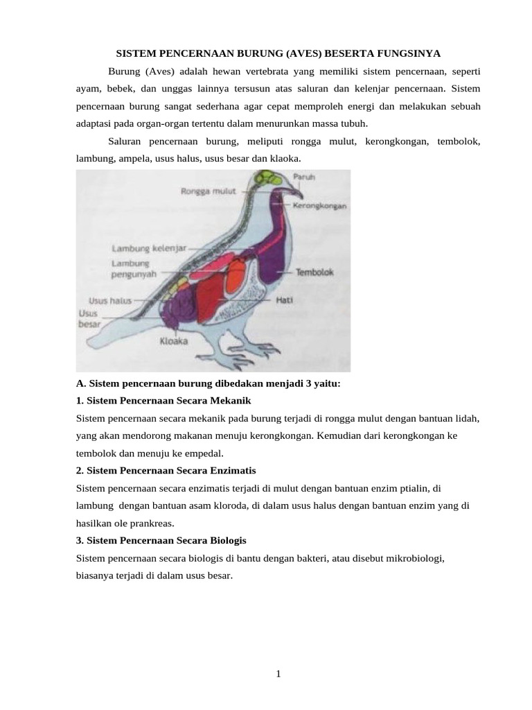 Sistem Pencernaan Burung | PDF