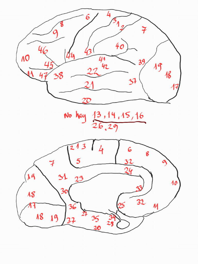 Áreas de Brodmann 250120 081539 | PDF