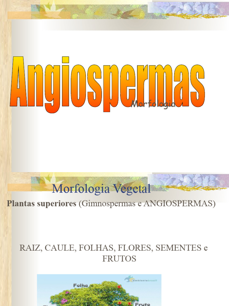 Morfologia - Angiospermas | PDF | Raiz | Semente