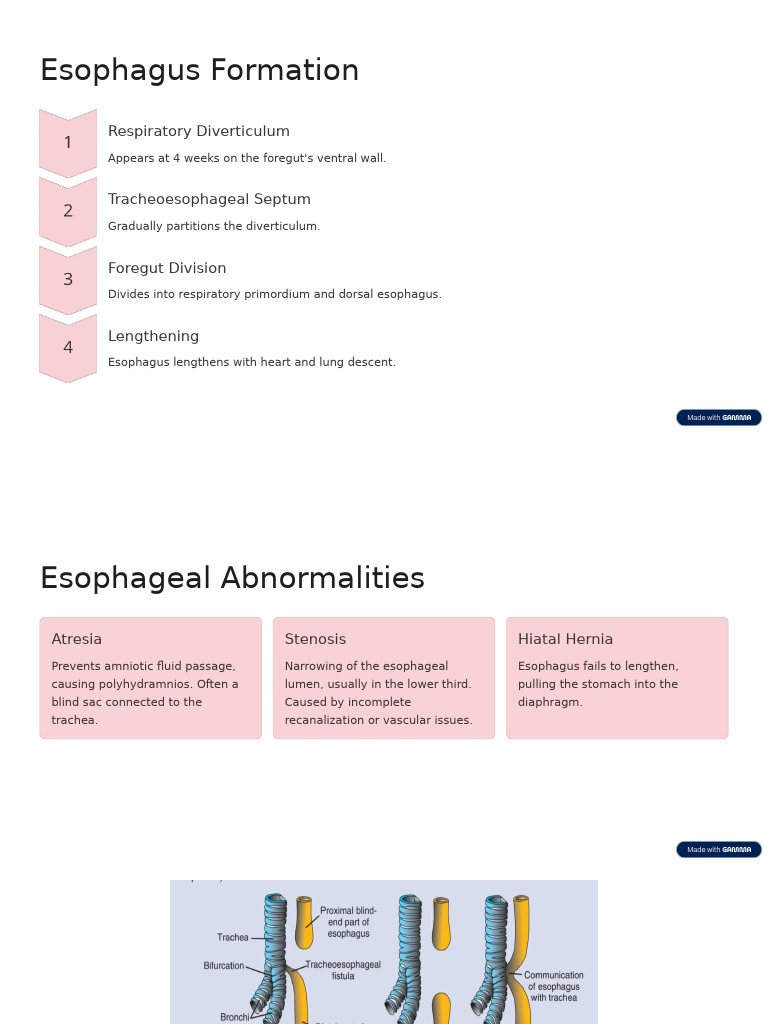 Histology of lip ,Histology of Tongue . | PDF | Peritoneum | Stomach