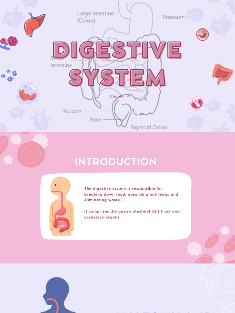 Chapter 6 Digestive System | PDF | Human Digestive System | Stomach