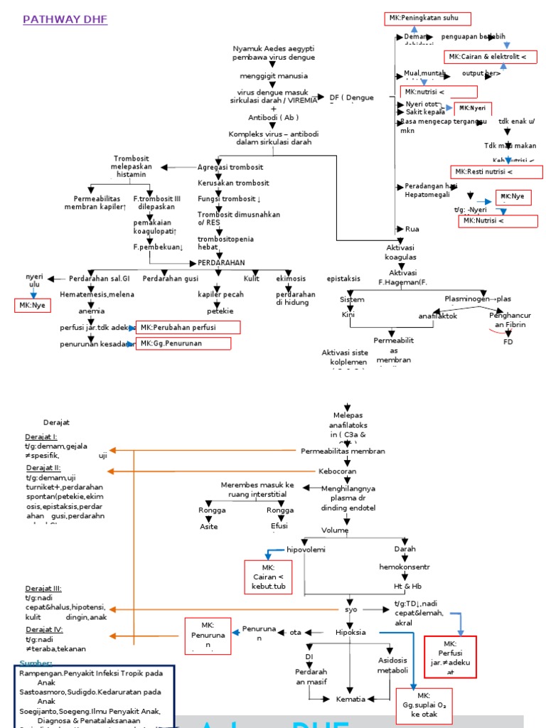 Pathway DHF New1 | PDF