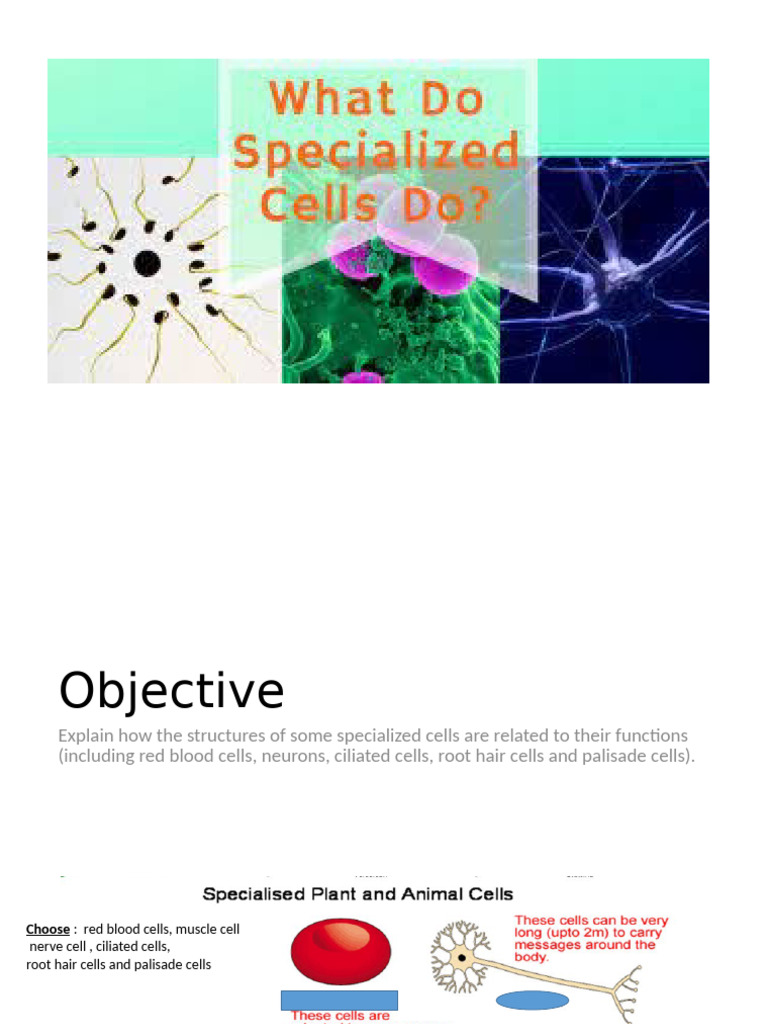 Specialized Cells (Autosaved) | PDF | Cell (Biology) | Neuron
