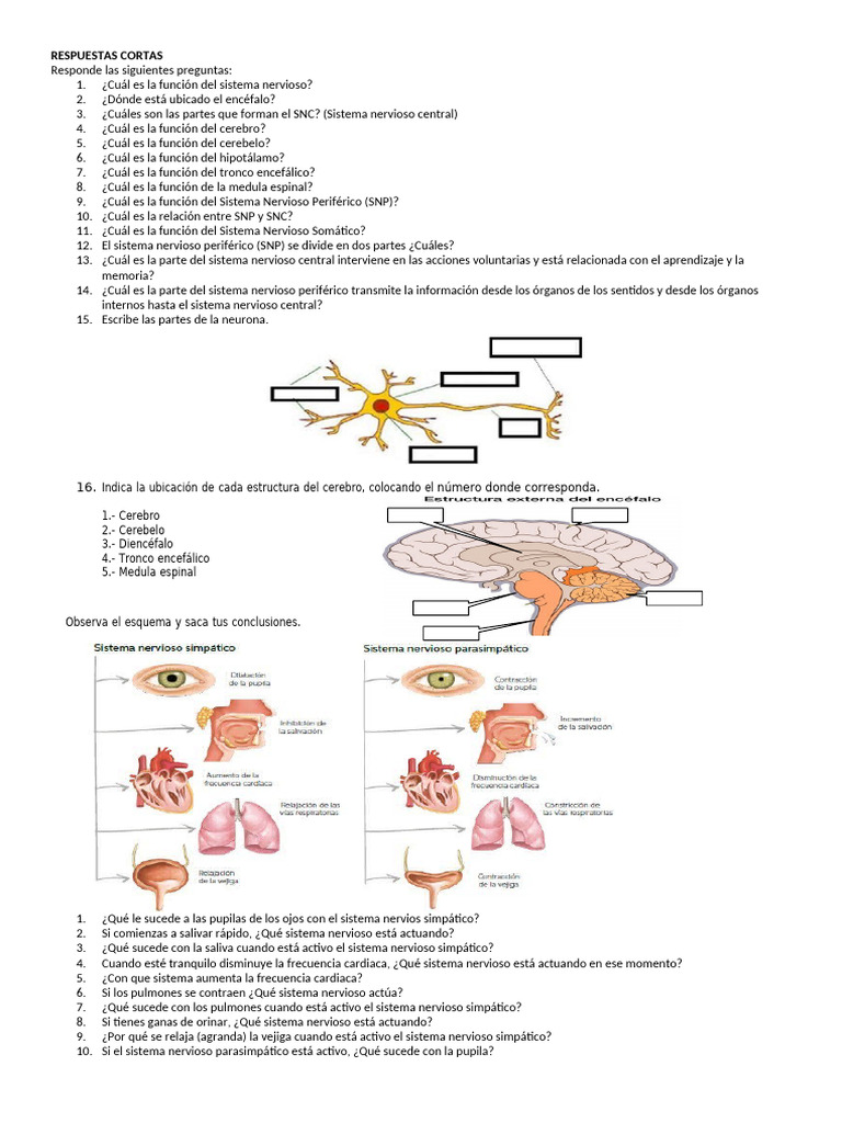 Cuestionario SNC y SNP | PDF