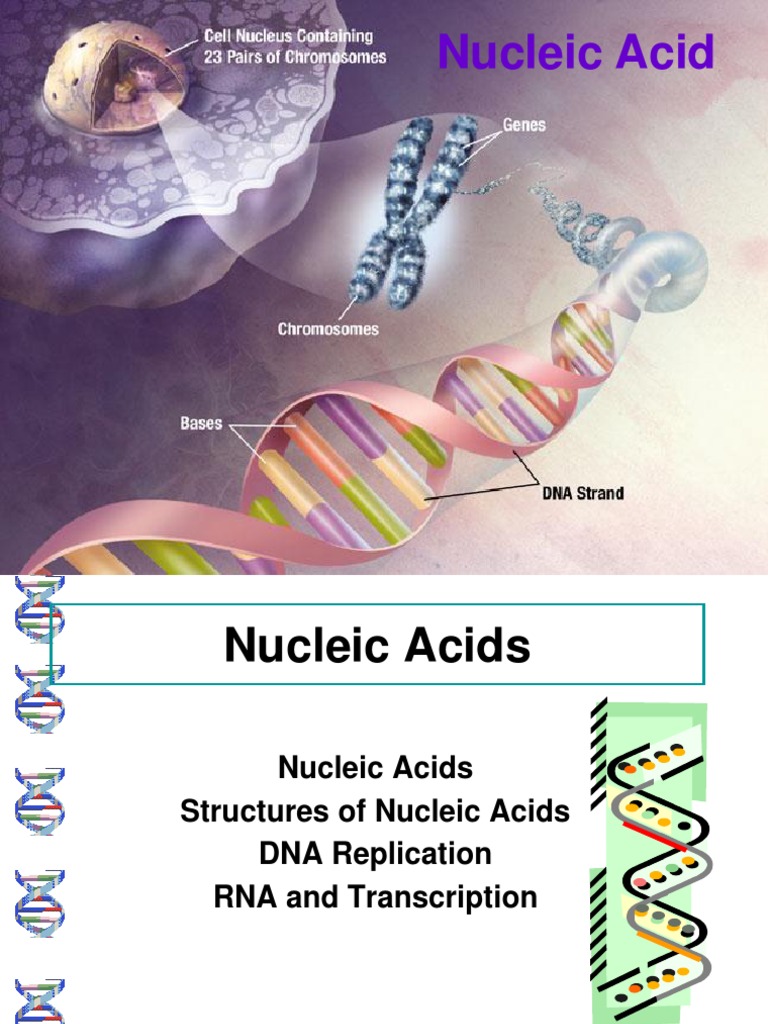 Nucliec Acid | Nucleic Acids | Rna