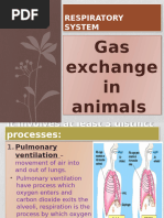 The Respiratory System of Cattle | PDF | Lung | Respiratory Tract