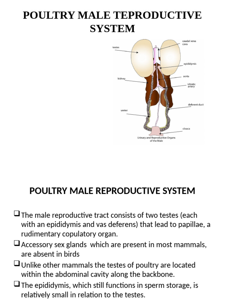 Presentation About Avian | PDF | Testicle | Reproductive System