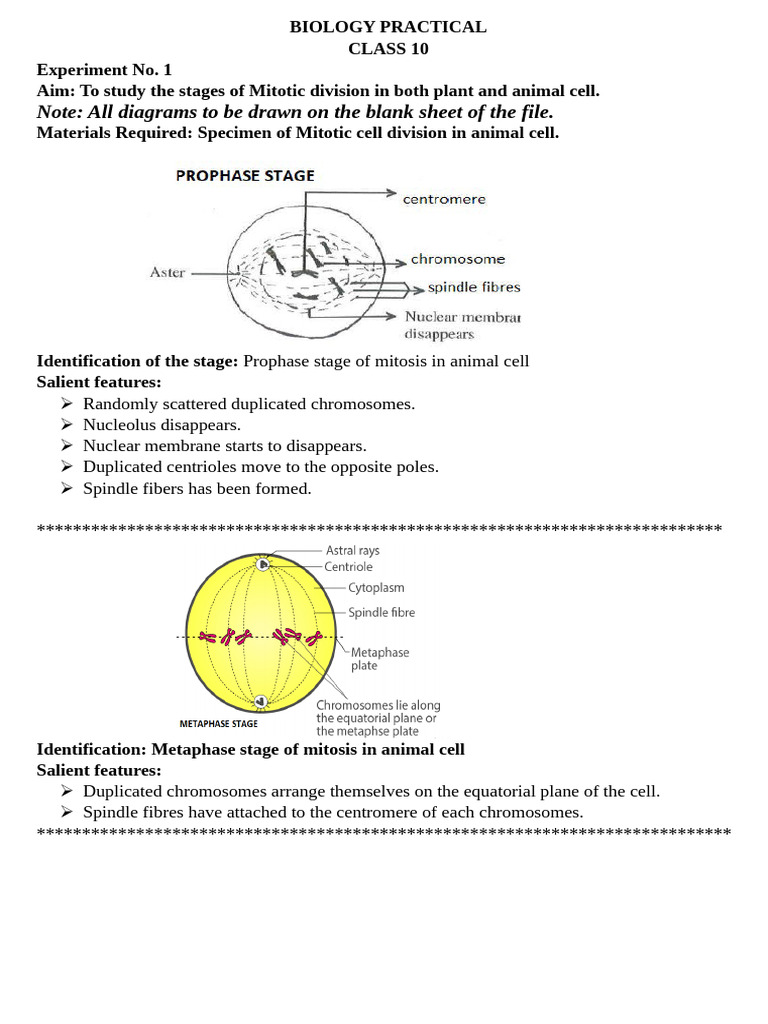 Biology practical work class 10 | PDF | Mitosis | Kidney