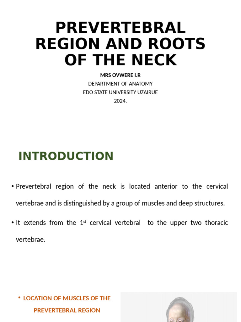 Prevertebral Region and Roots of the Neck | PDF | Vertebra | Common ...