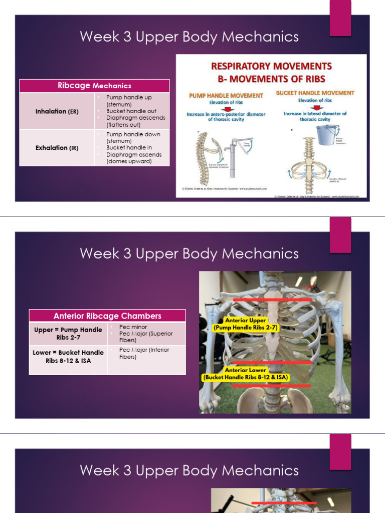 Week 3 Cheat Sheets Main Biomechanics Program 2023 | PDF | Anatomical ...