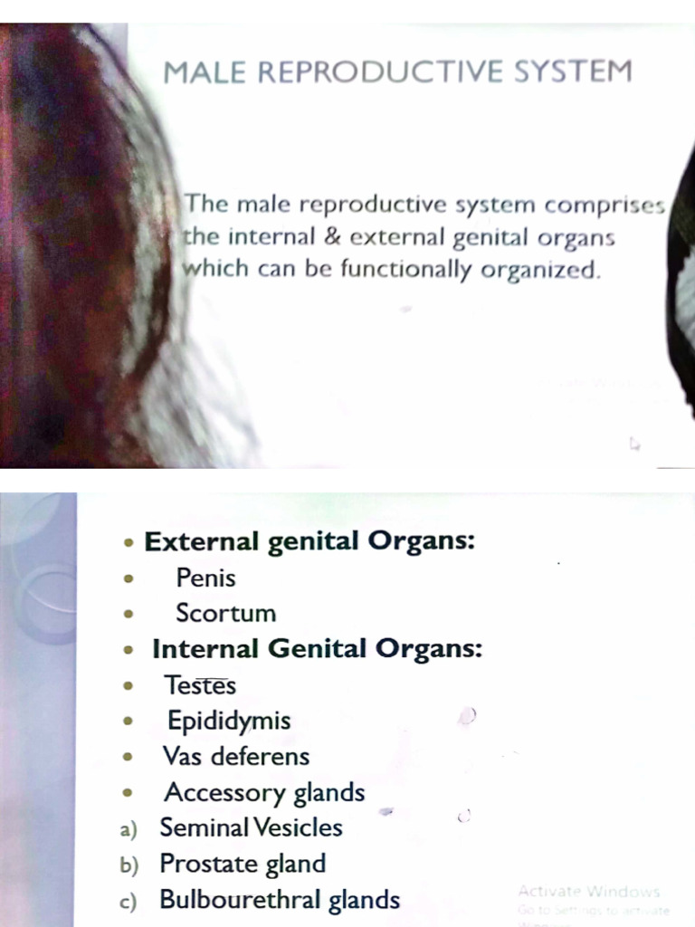 Male Reproductive System | PDF