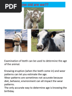 Using - Dentition To Age Cattle | PDF | Tooth | Dentistry