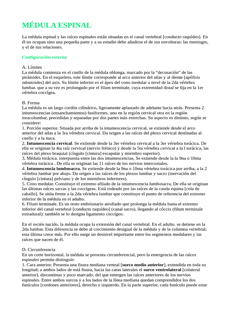 Teor 1 Latarjet | PDF | Médula espinal | Vértebra