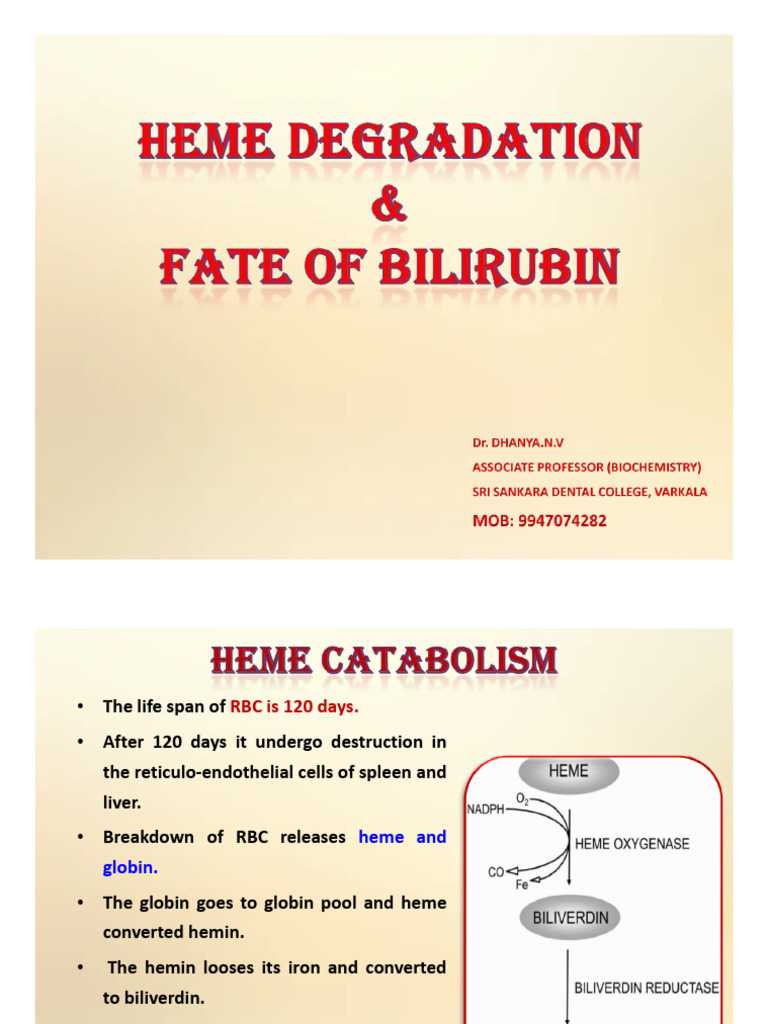 Heme Catabolism and Bilirubin Fate | PDF | Medical Specialties | Hematology