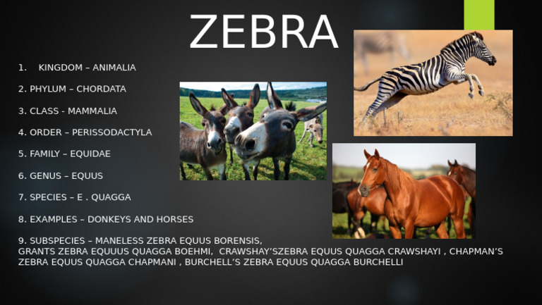 Zebra Scientific Classification Overview | PDF