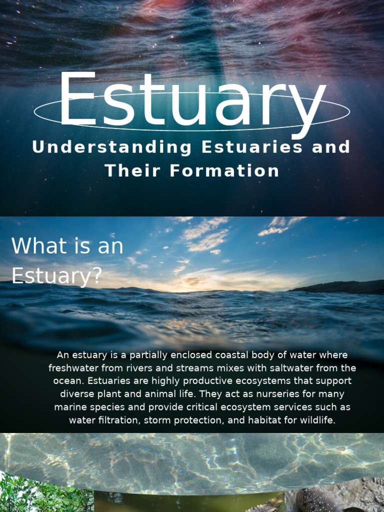 ESTUARY | PDF | Estuary | Oceans