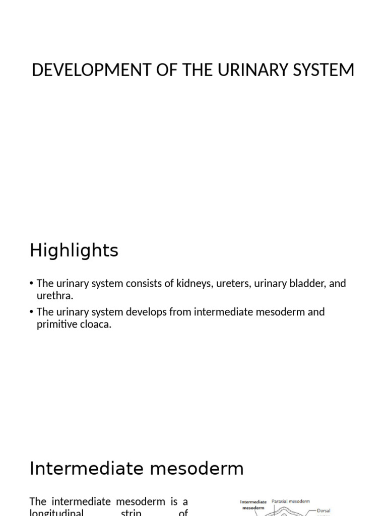 Urogenital System Development | PDF | Abdomen | Genitourinary System
