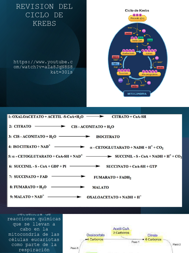 GLUCONEOGÉNESIS FFF | PDF | Trifosfato de adenosina | Ciclo del ácido cítrico