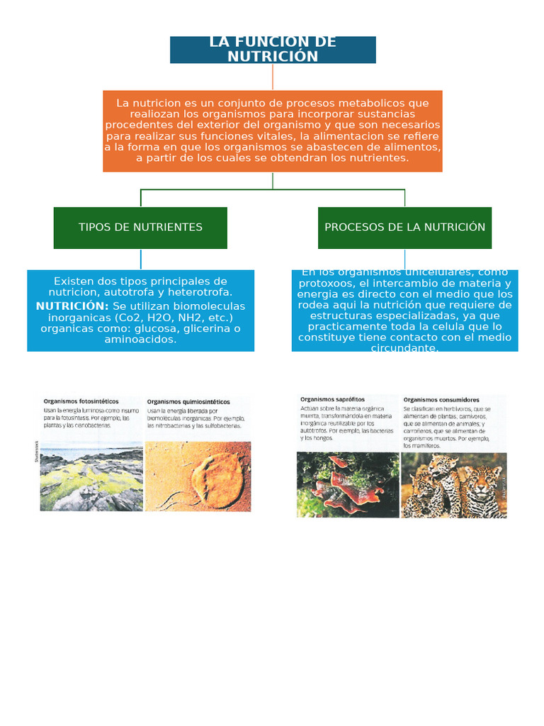 La Función de Nutrición | PDF
