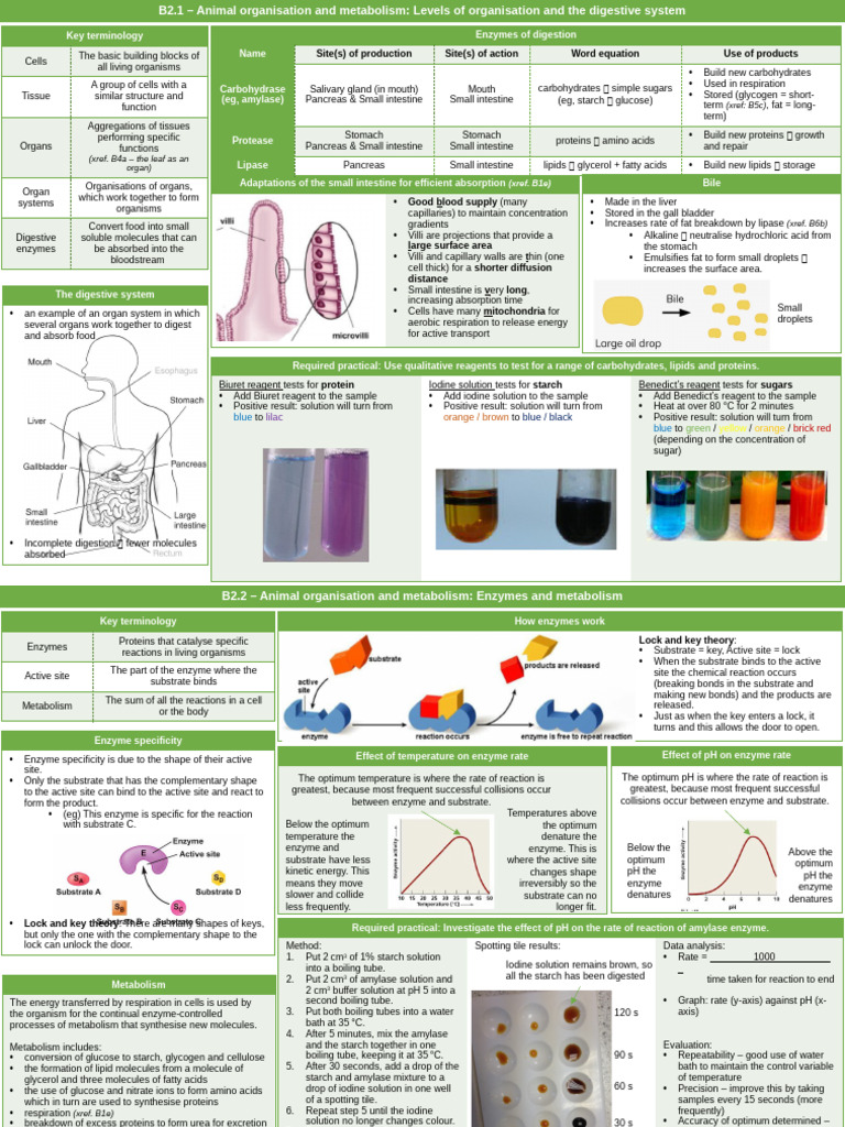 Understanding the Digestive System | PDF | Artery | Cellular Respiration