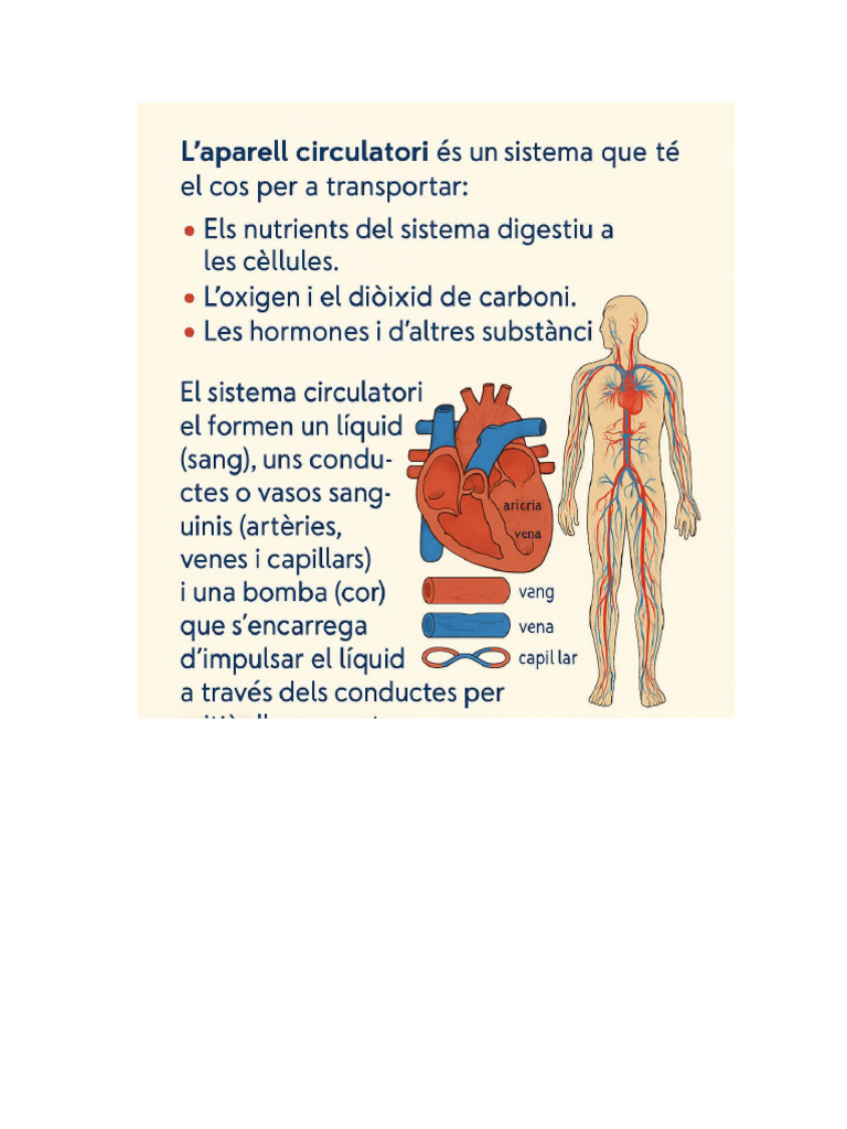 L Aparell Circulatori Pagina Completa | PDF