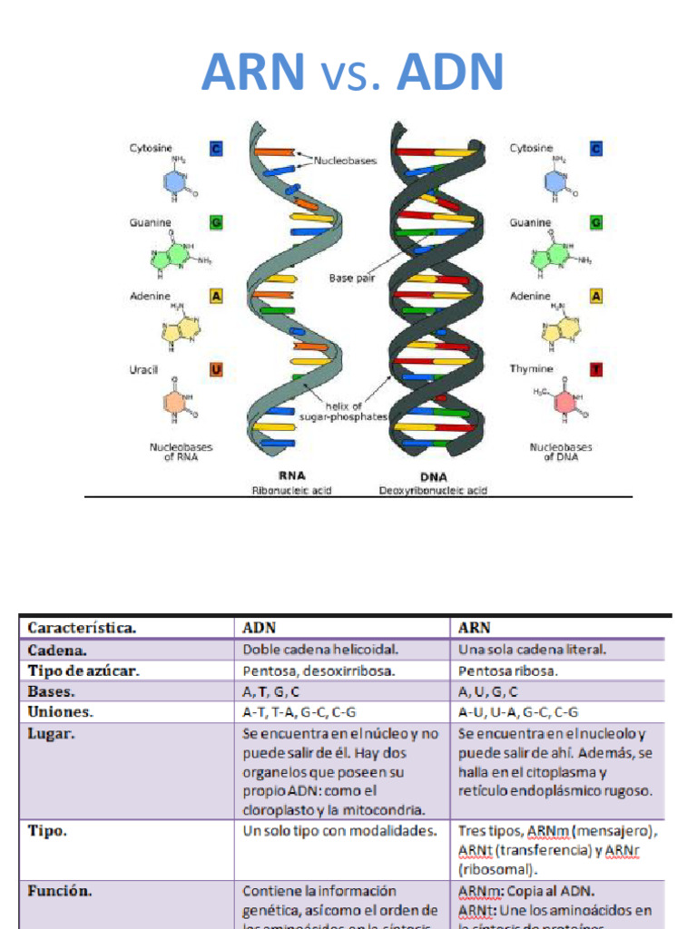ARN vs. ADN | PDF