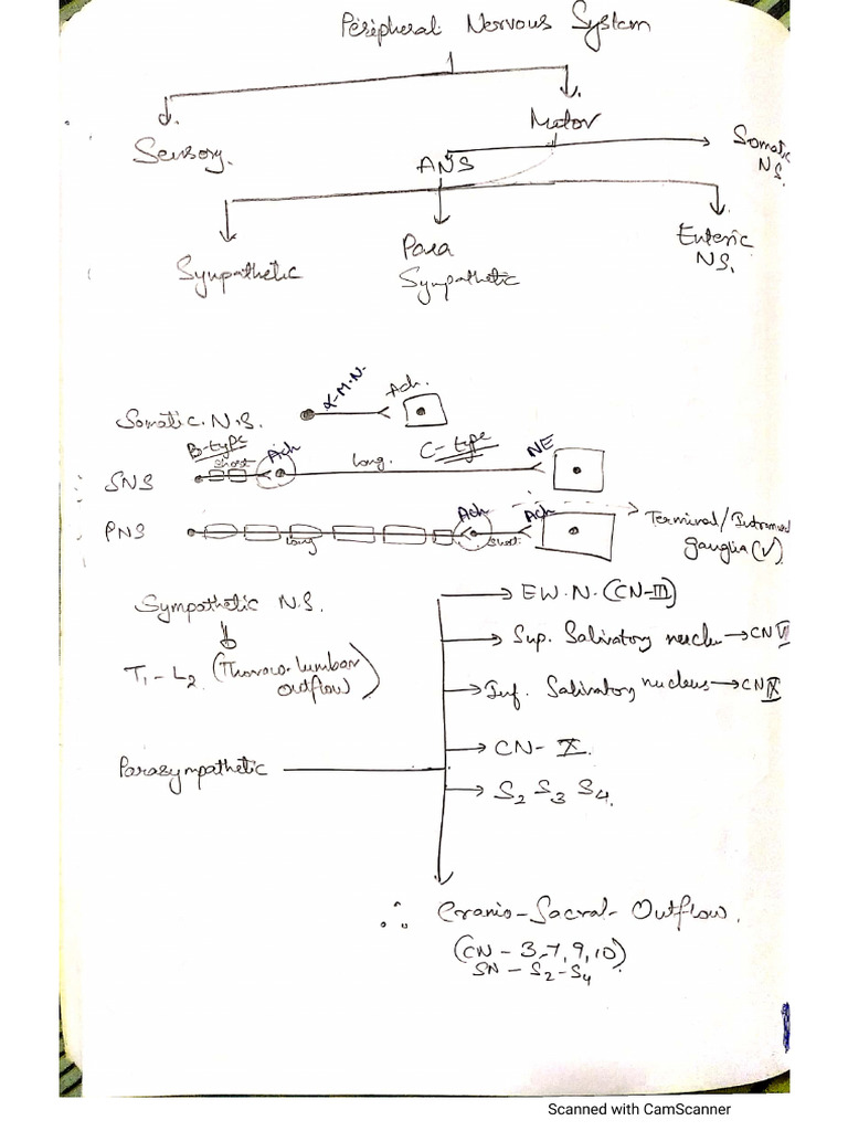 ANS NOTES (Ninja Nerd Vids) | PDF