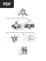 Articulaciones y Ligamentos de La Columna Vertebral | PDF