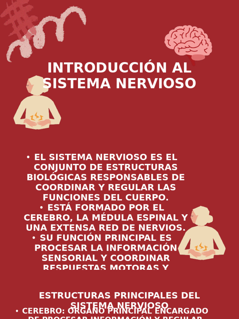 El Sistema Nervioso Presentacion | PDF