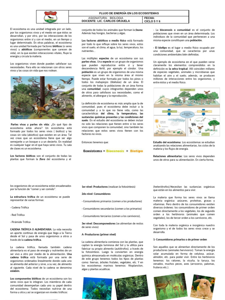Semana 17 Biología Ciclo 5 y 6 Flujo de Energia en Los Ecosistemas ...