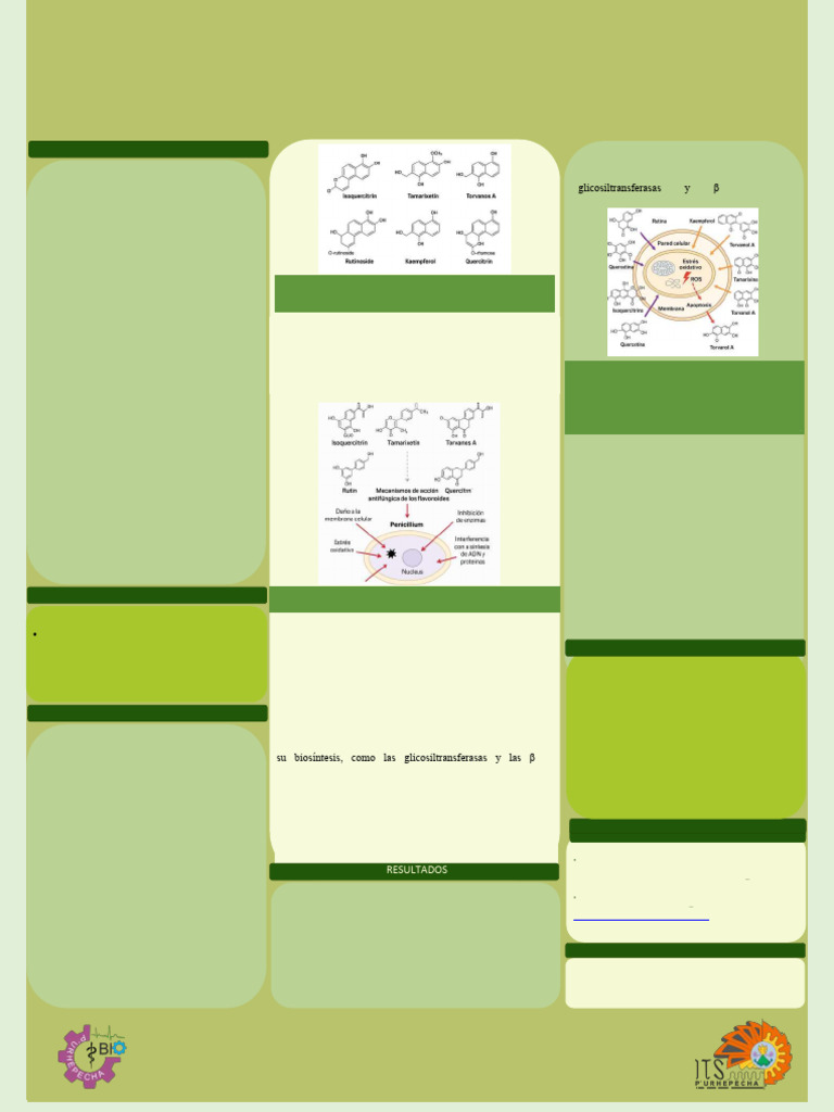 Poster Final1 | PDF | Mitocondria | Hongo