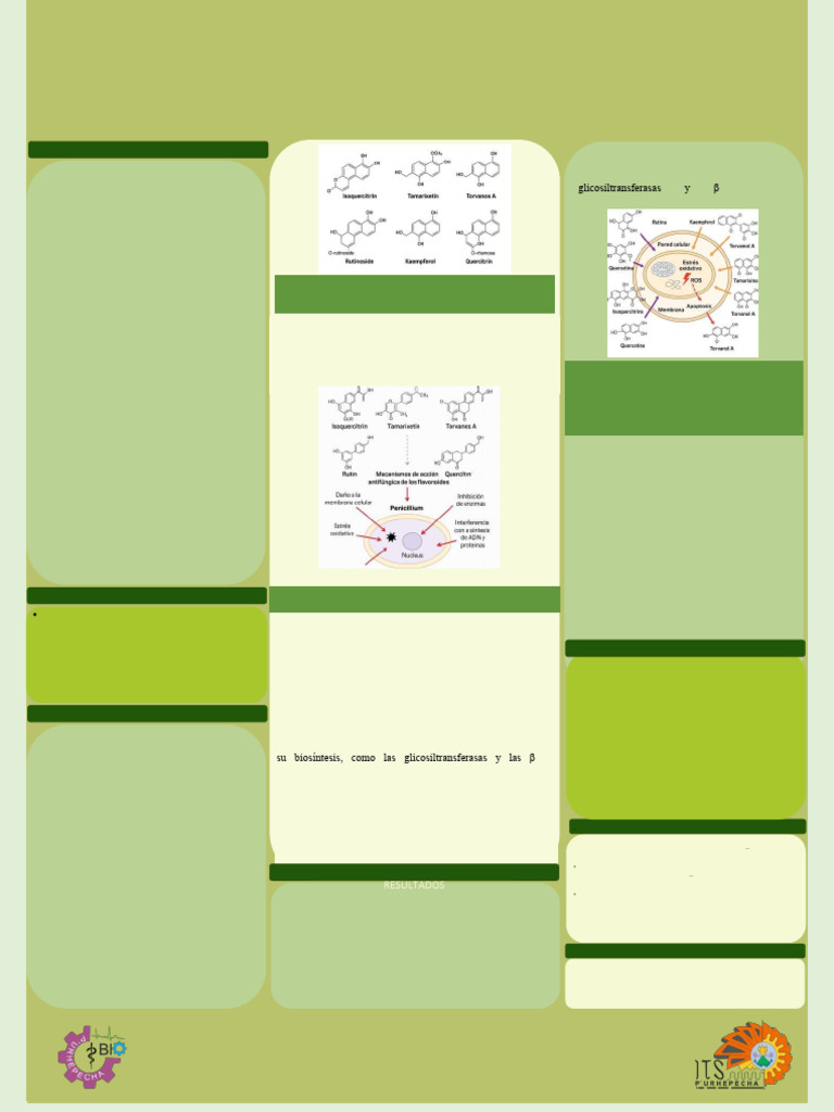 Poster Final | PDF | Mitocondria | Hongo