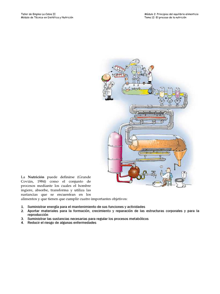 Tema 12. El Proceso de La Nutrición | PDF | Tracto gastrointestinal ...