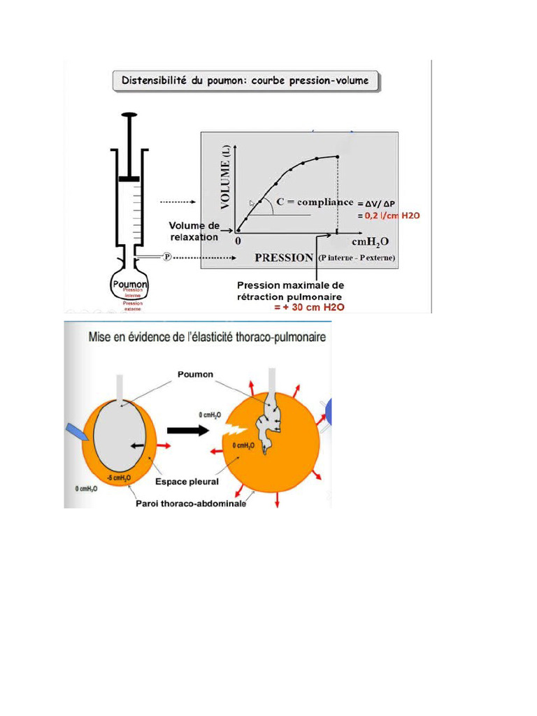 Physiopath BPCO | PDF