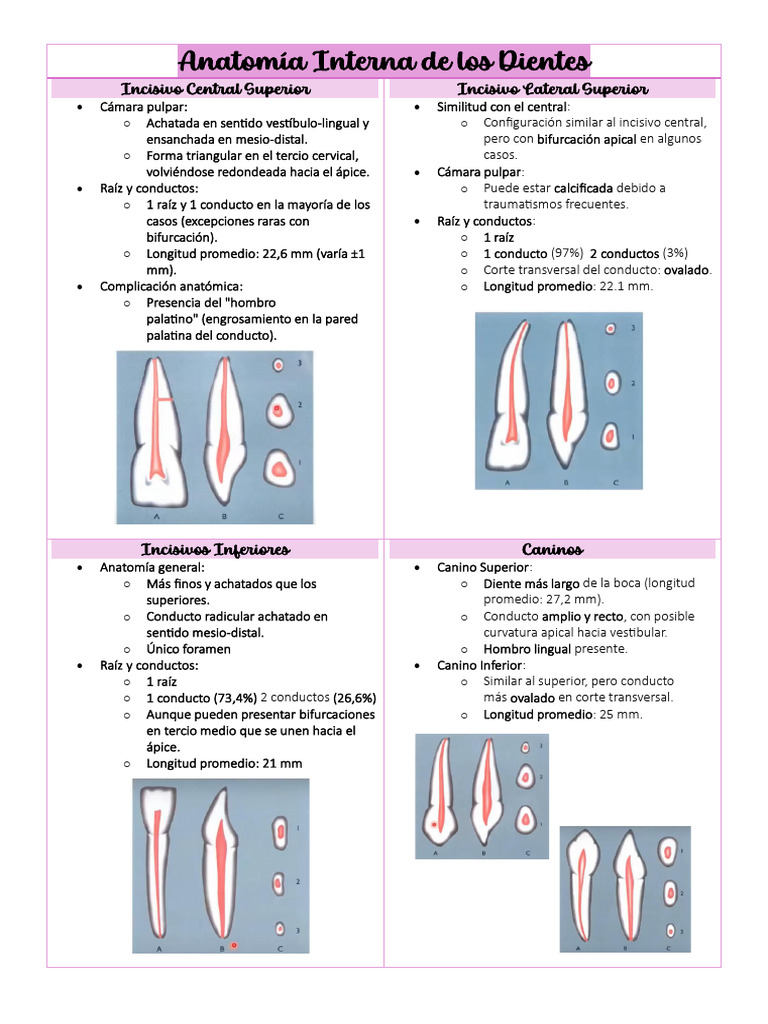 Anatomía Interna de Los Dientes | PDF | Ramas de Odontología | Boca