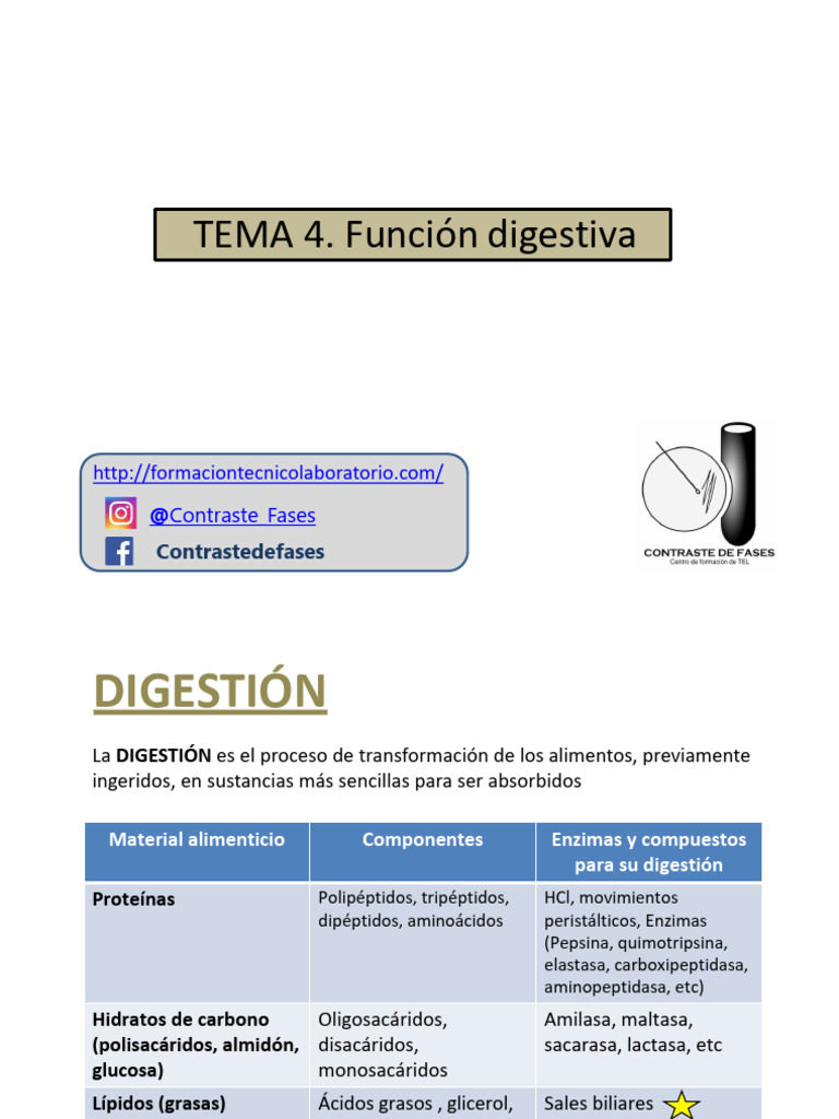 Tema 4 Función Digestiva v5 | PDF | Digestión | Estómago