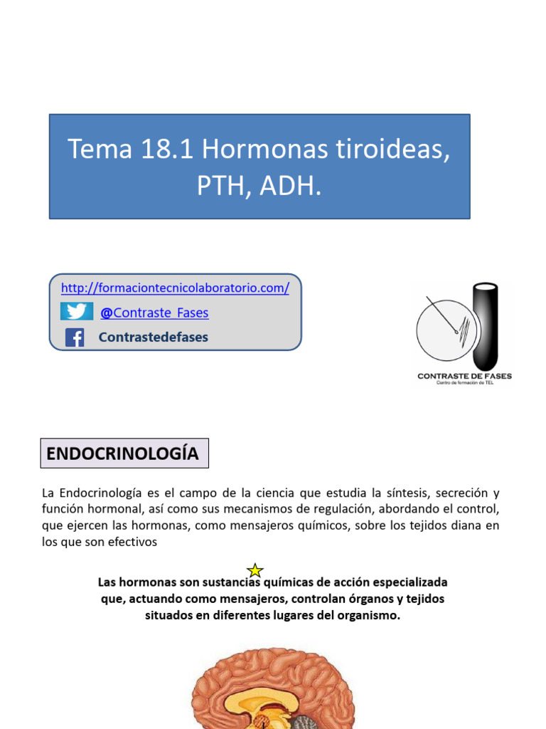 Tema 18.1 Hormonas Tiroideas, PTH, ADH | PDF | Hormona estimulante de la tiroides | Glándula ...