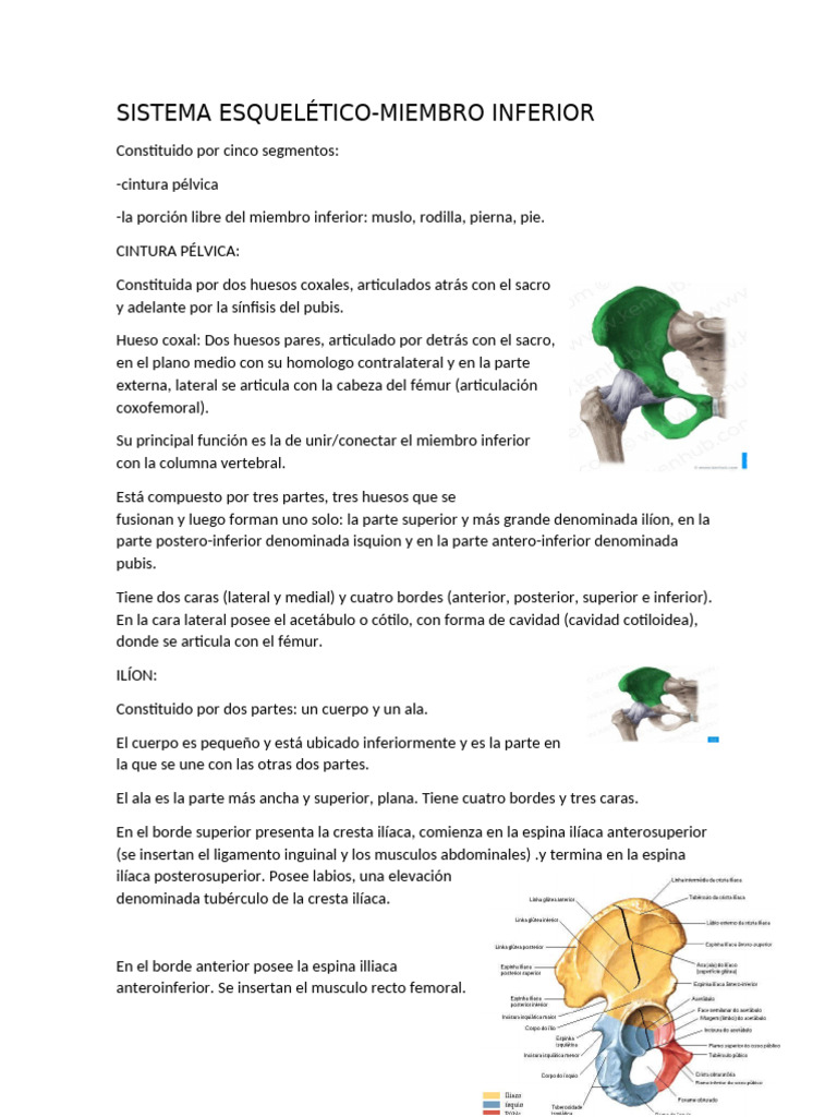 Anatomía del Sistema Esquelético Inferior | PDF | Anatomía humana ...