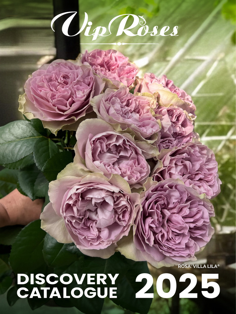 2025 Vip Roses Catalogue Overview | PDF | Rose