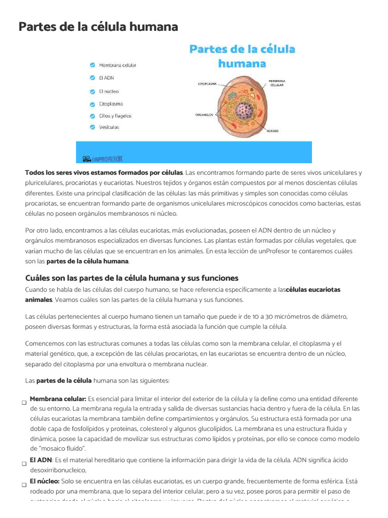 Partes y funciones de la célula humana | PDF | Biología Celular ...