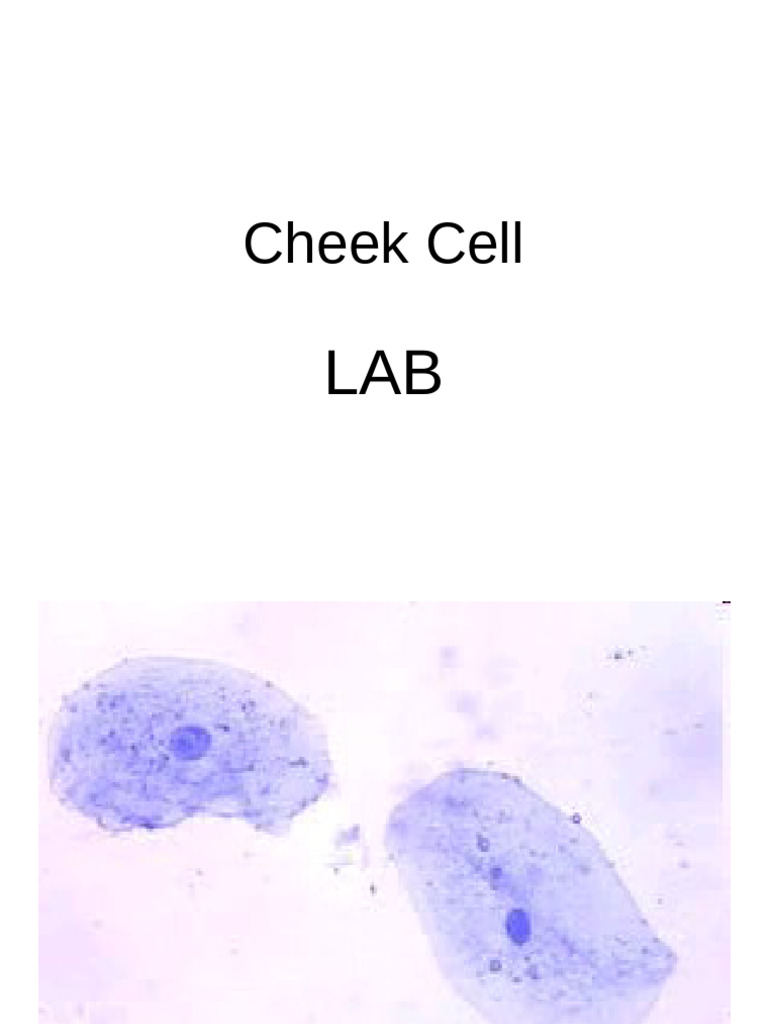 UNIT 7 TL5 Cheek Cell Lab After Lab | PDF