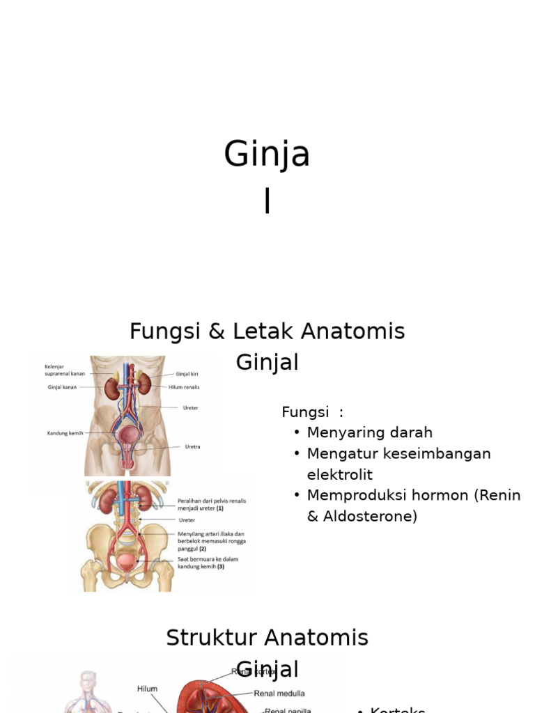 Ginjal | PDF