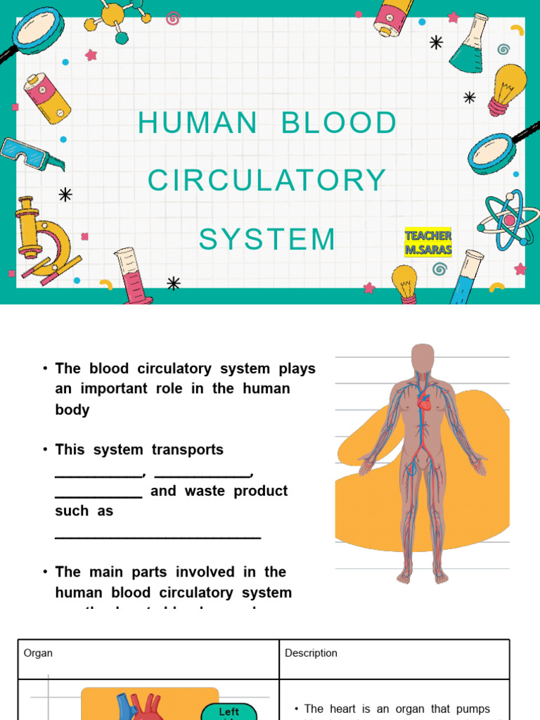 Human Circulatory System Overview | PDF | Blood | Circulatory System