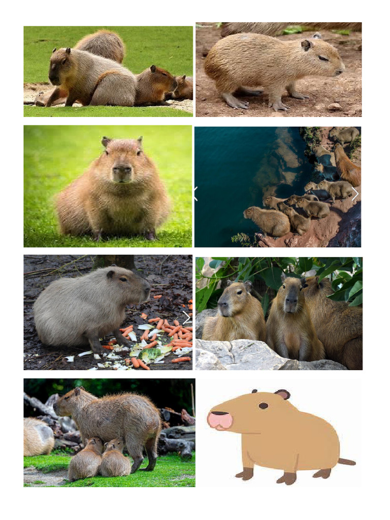 Capibara | PDF