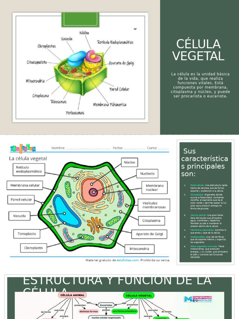 Célula Vegetal | PDF