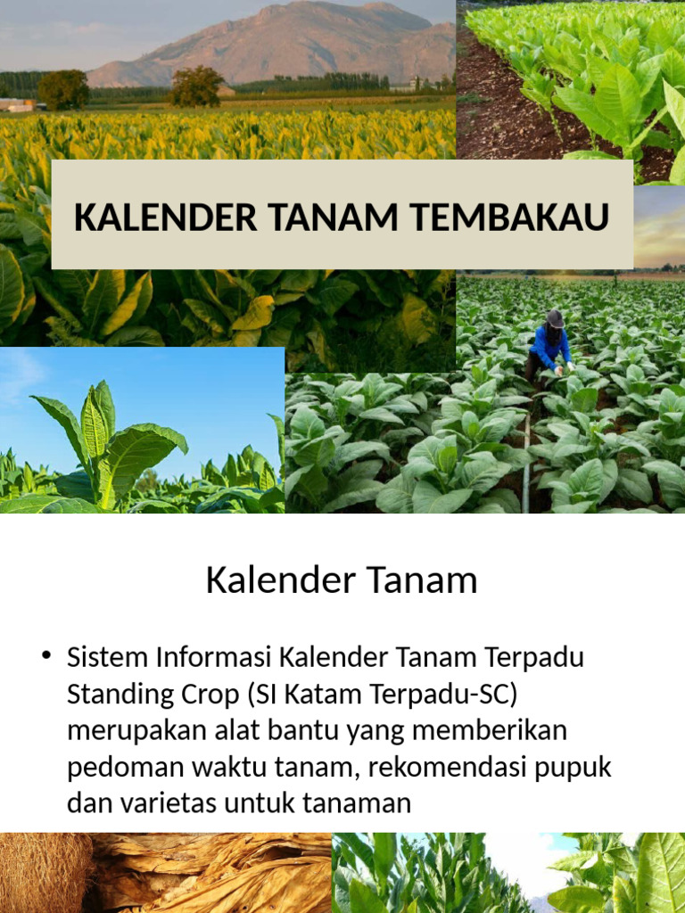 Kalender Tanam Tembakau | PDF