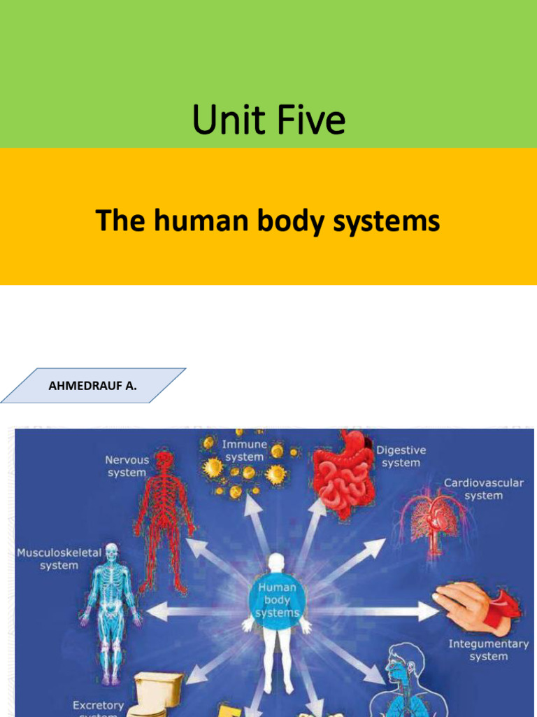 Unit Five The Human Body System | PDF | Menstrual Cycle | Muscle