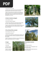 Atlas Kayu Indonesia Jilid IV | PDF